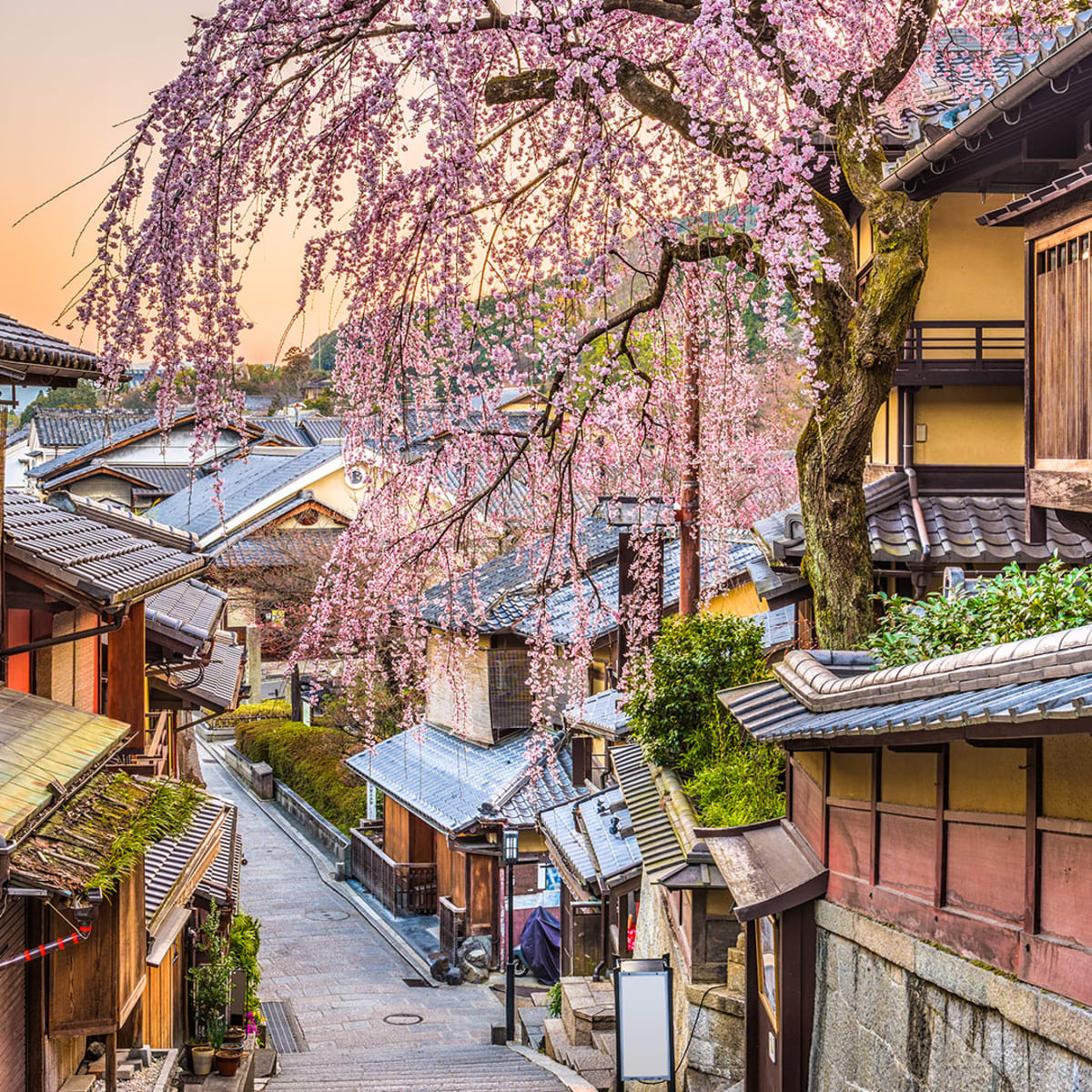 Things to do in Kyoto – Sakura Concierge